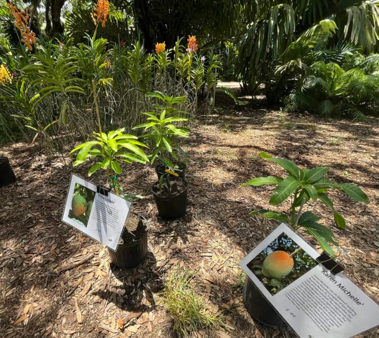 Fairchild Garden Mango Festival inspires a mango taste test