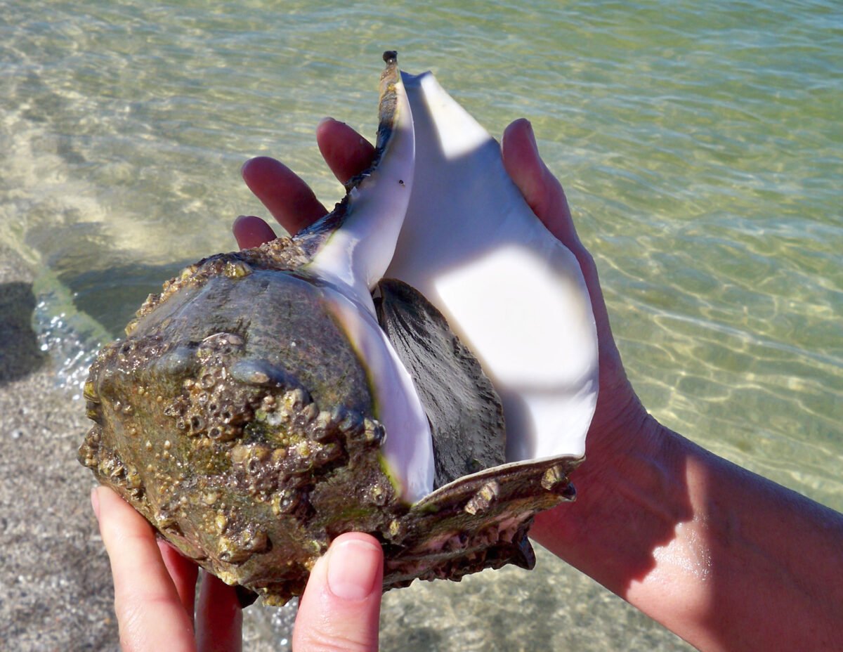 Cayo Costa: Day trip to a wild island with spectacular beach