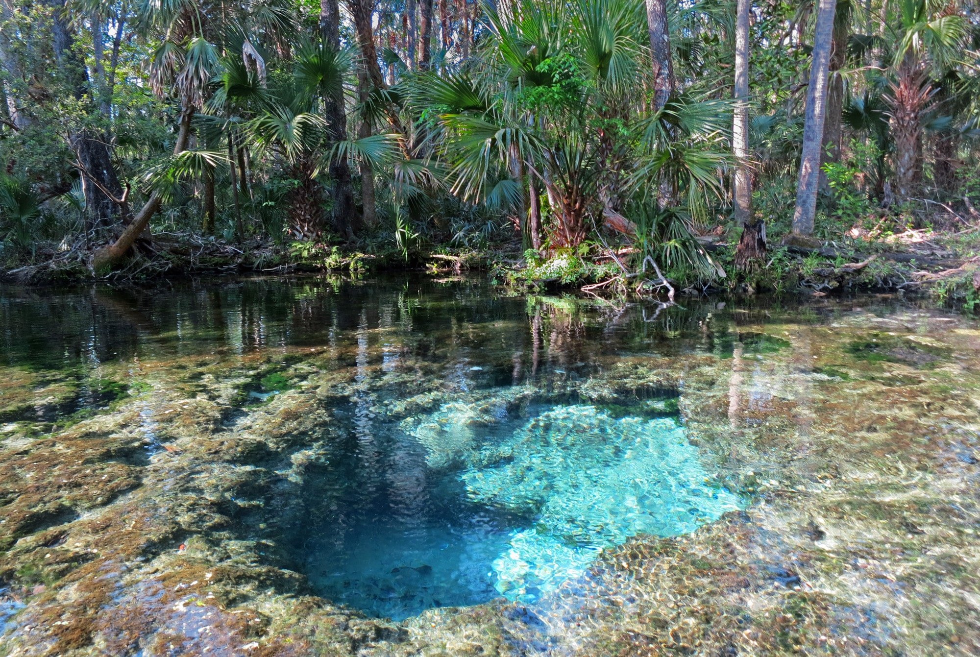 Chassahowitzka: Springs & wildlife make the Chaz memorable