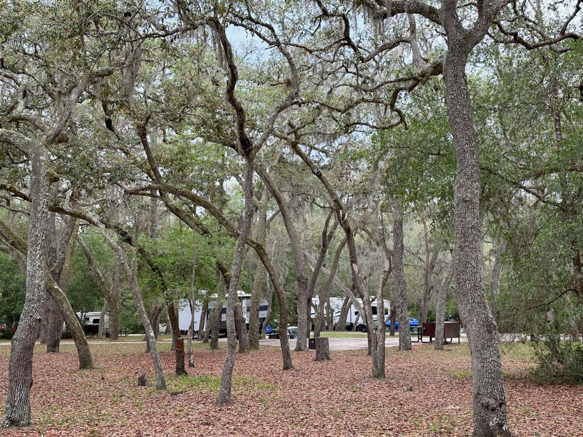 Camping guide to Ocala National Forest | floridarambler.com