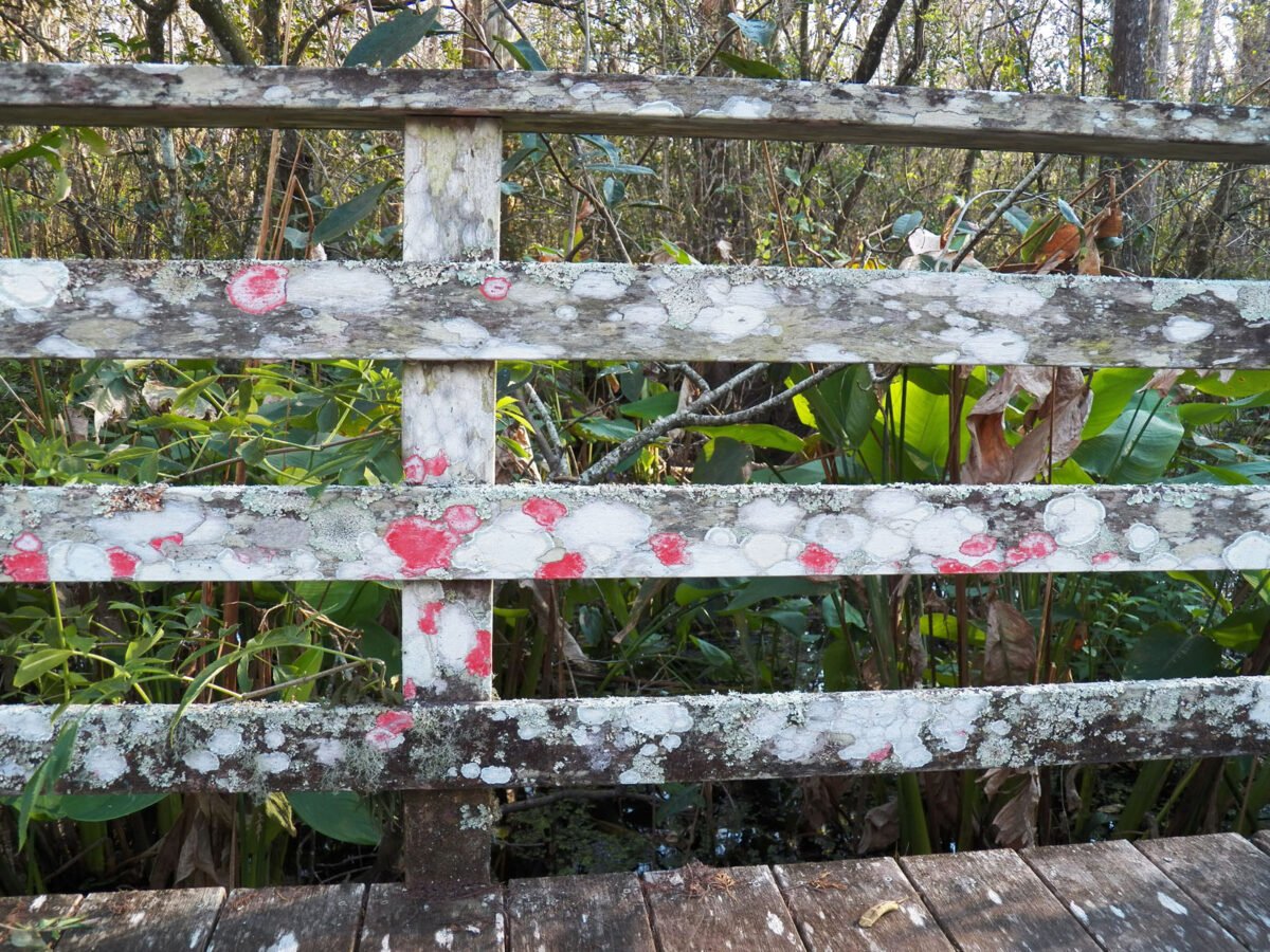 Audubon Corkscrew Swamp Sanctuary: Most beautiful boardwalk