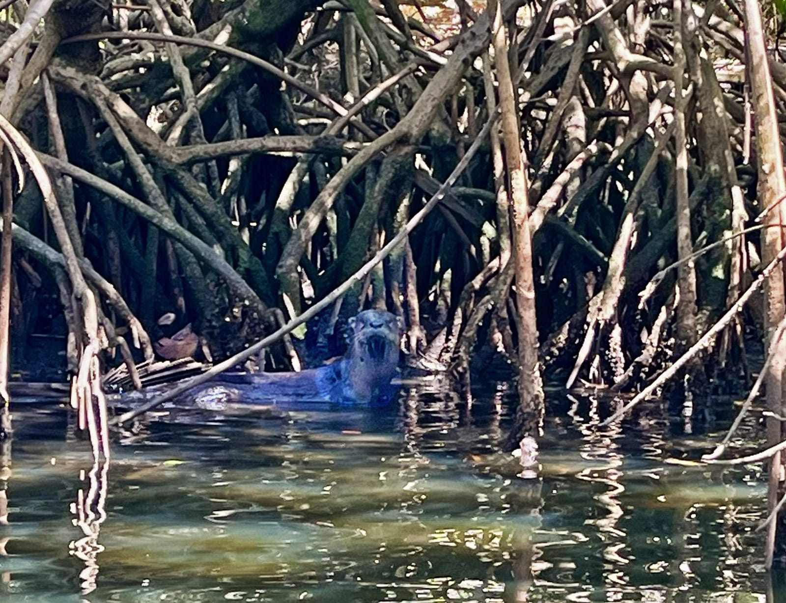 Upstream on Estero River is a gem for kayakers near Gulf Coast