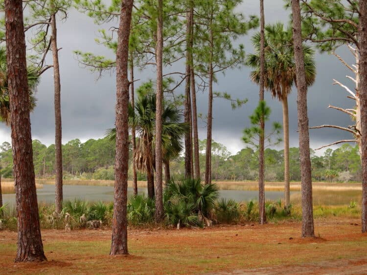 Faver-Dykes State Park: Camping, kayaking refuge near St. Augustine ...
