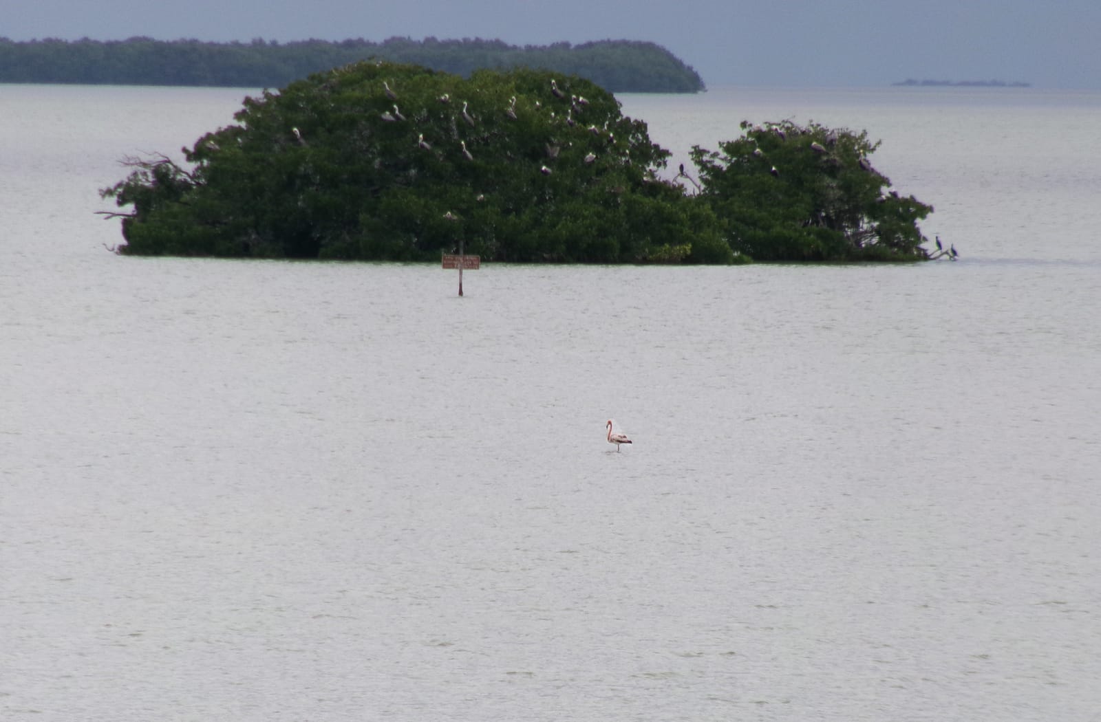 Flamingos are spotted regularly at Merritt Island Refuge