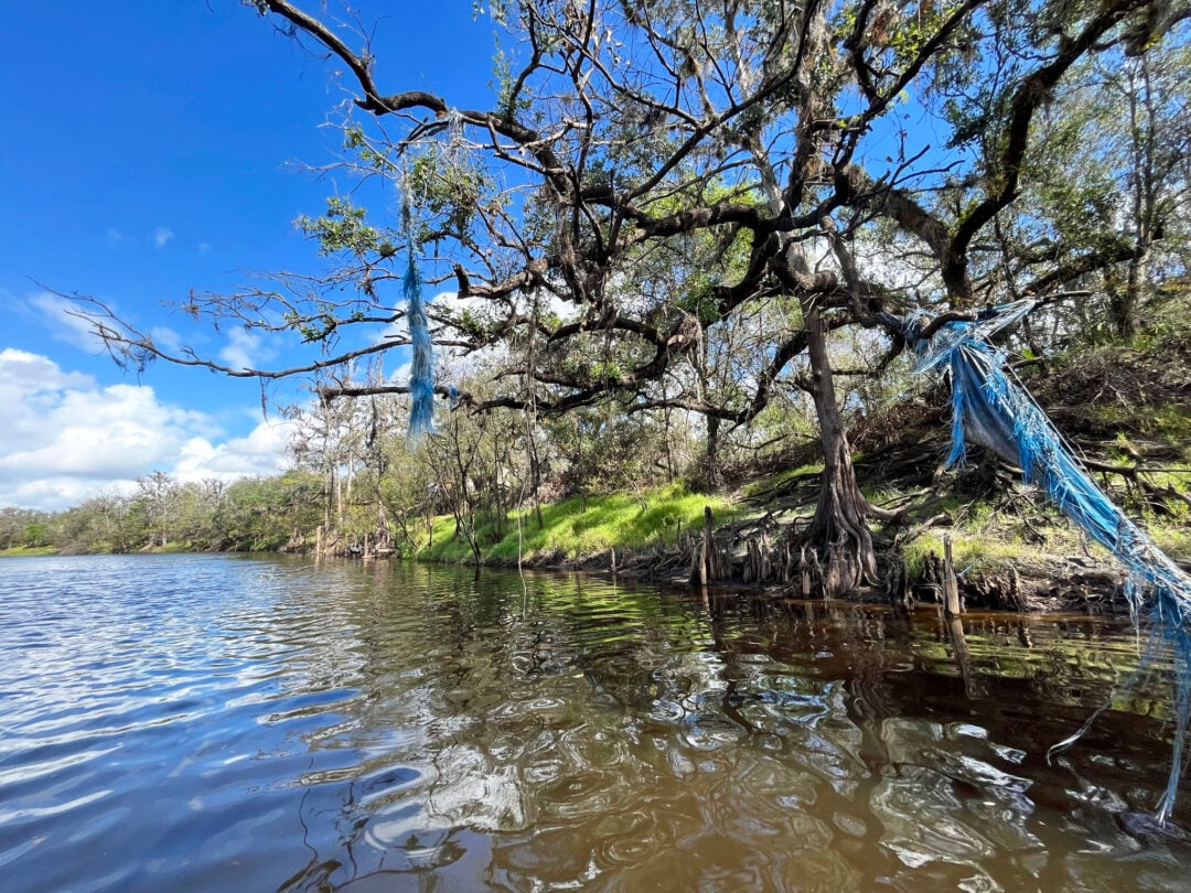 Peace River: Kayaking here is a special Florida adventure