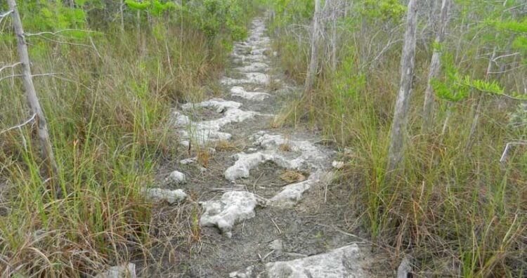 Loop Road: Storied road through Everglades is full of wildlife
