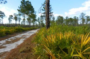 Hontoon Island State Park reopens camping and cabins