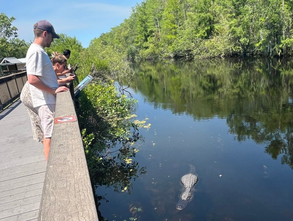 Tamiami Trail: Scenic drive explores Florida Everglades
