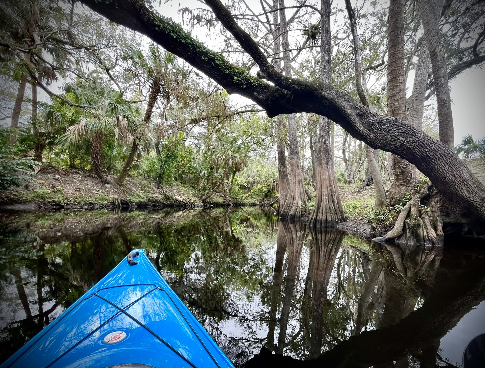 Imperial River: Delightful kayak trail in old Bonita Springs