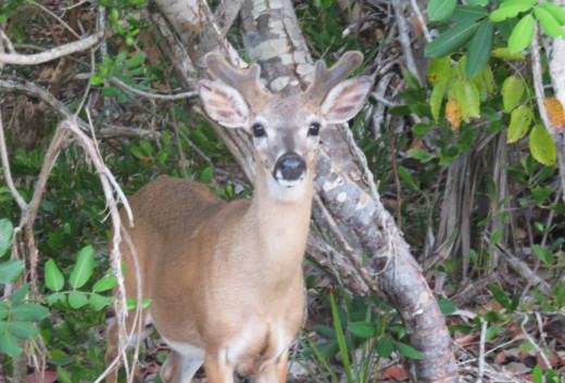 Florida Keys wildlife: 12 animals not to miss & when to see them