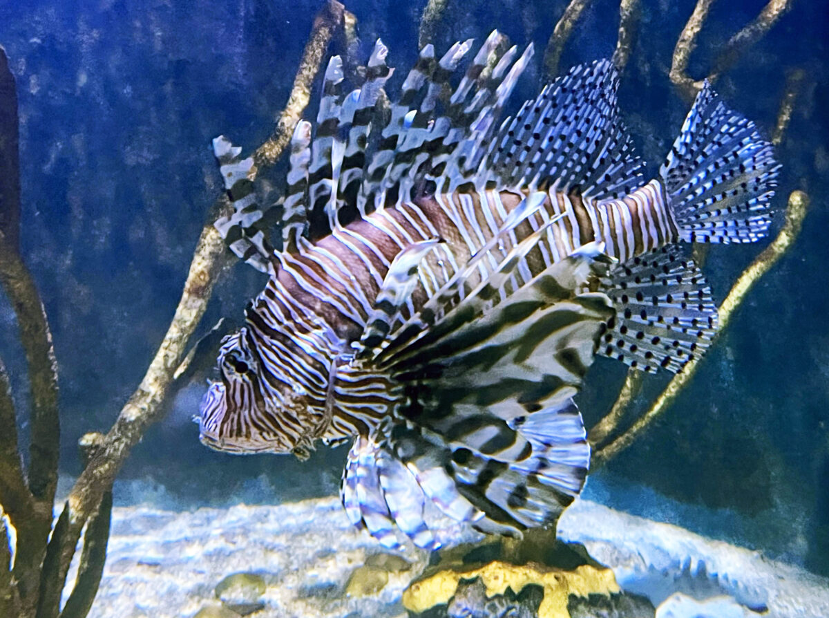 Key West Aquarium is small but historic, interesting & fun