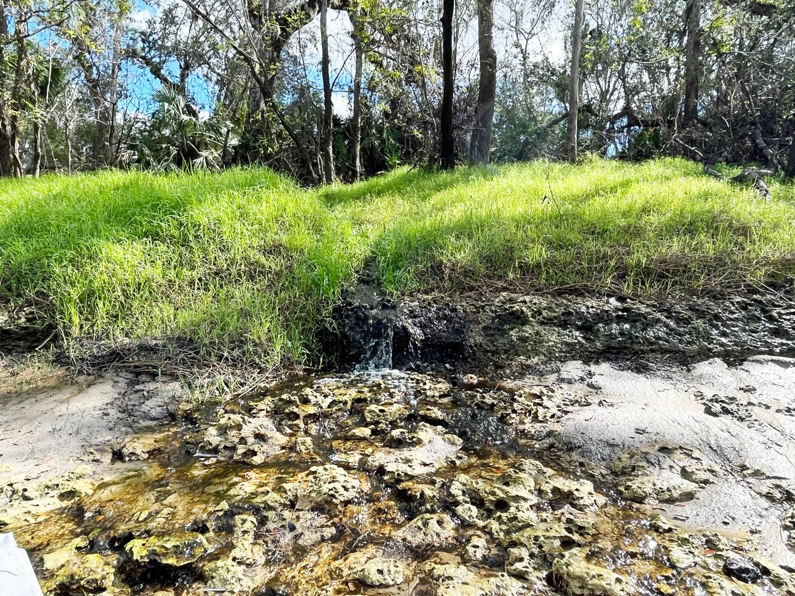 Peace River: Kayaking here is a special Florida adventure