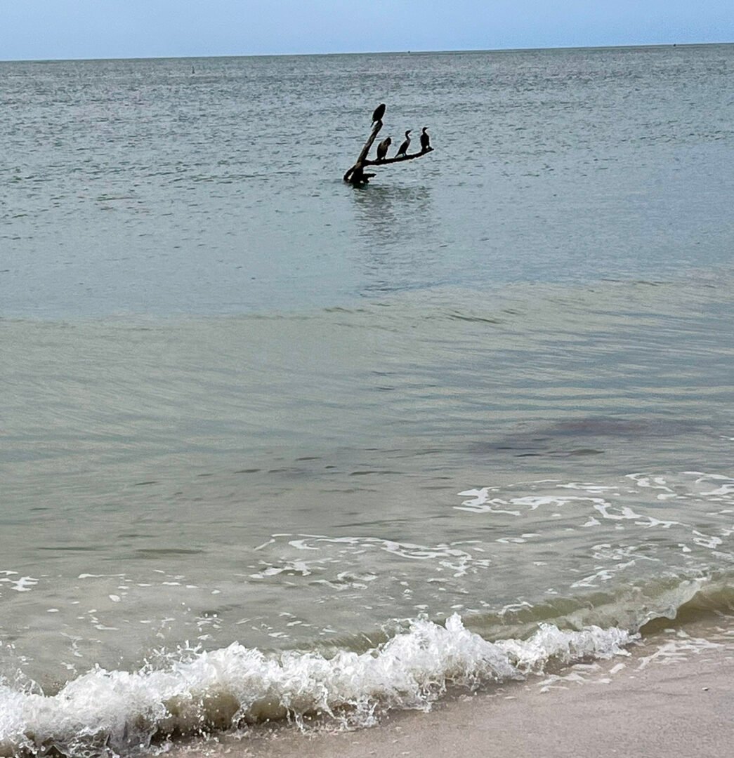 Lovers Key State Park: We love the kayaking, beach, manatees