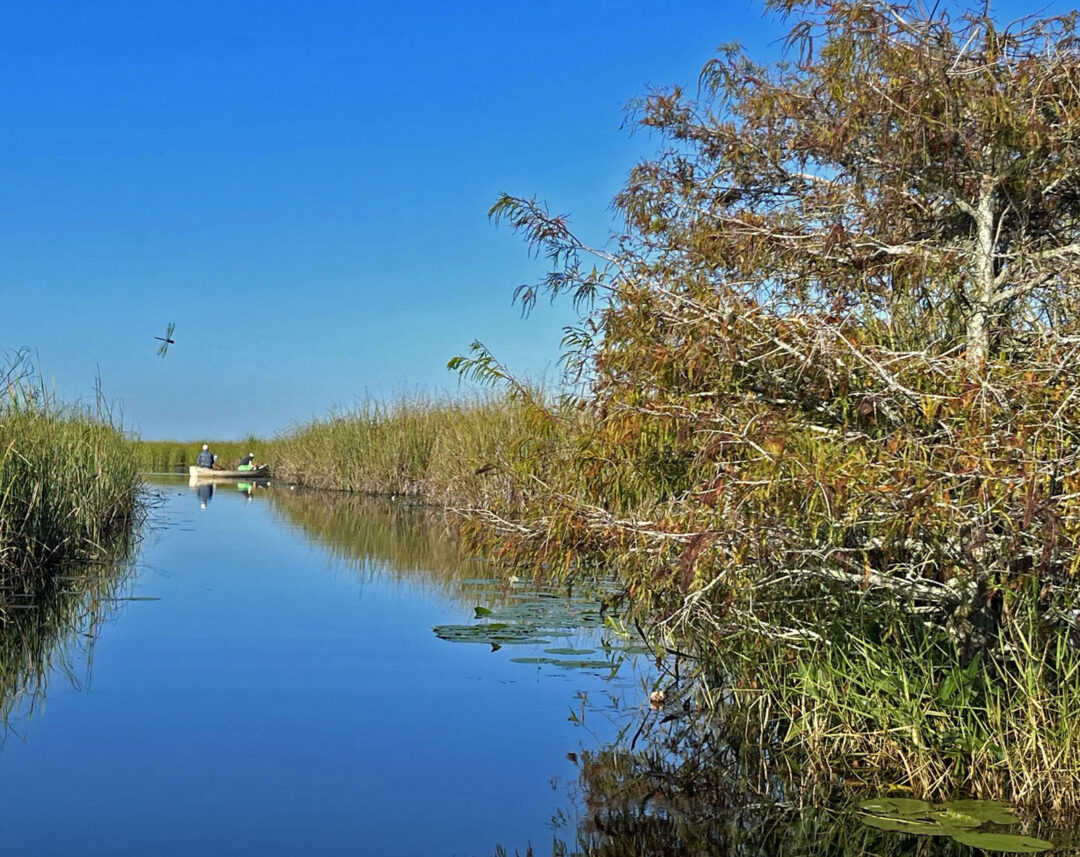 Loxahatchee National Wildlife Refuge: Wild spot to kayak, hike, bike