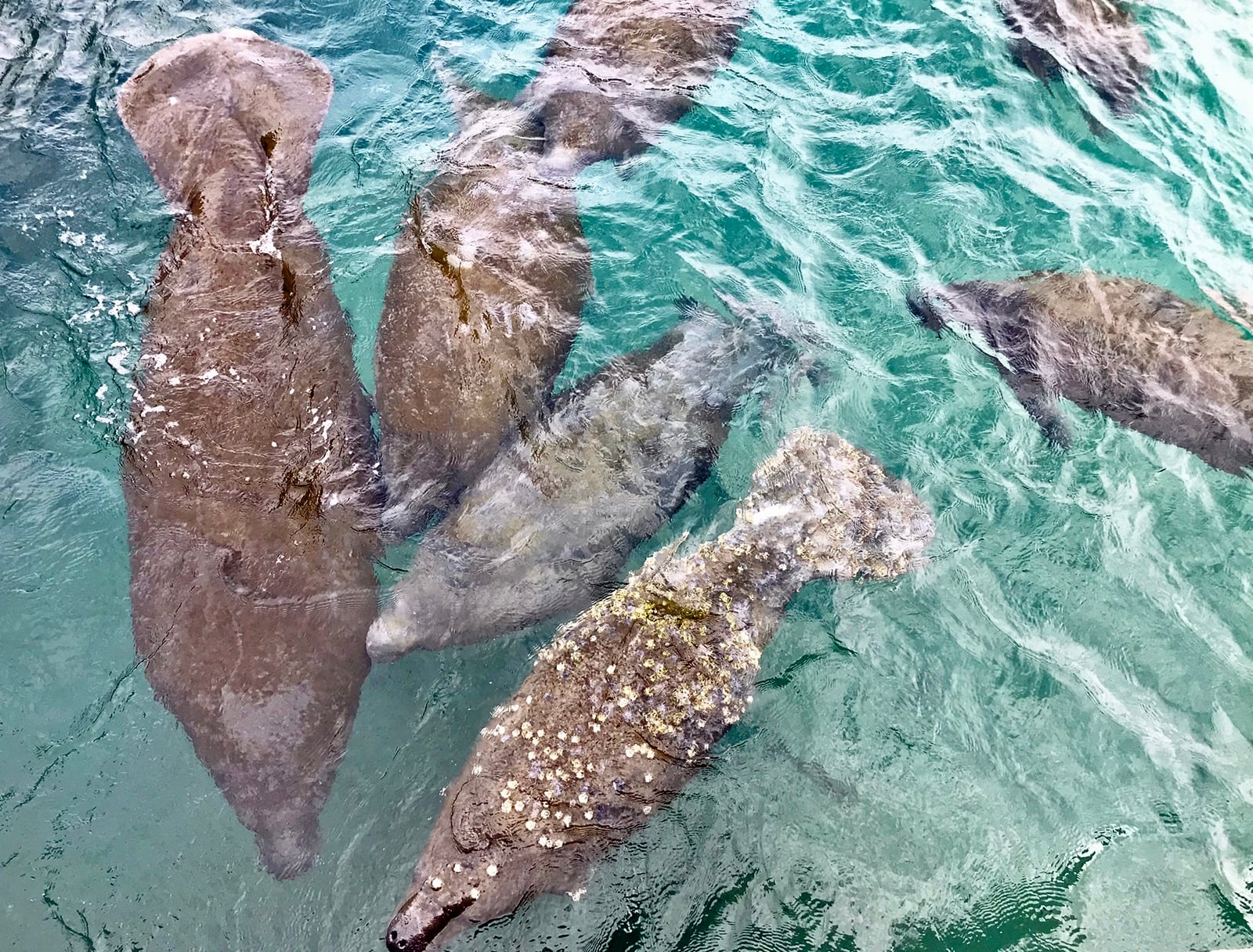 Where to see Manatees in Florida: 18 spots to visit