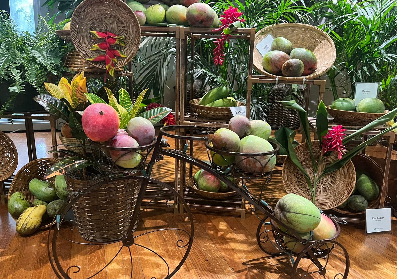 Fairchild Garden Mango Festival inspires a mango taste test