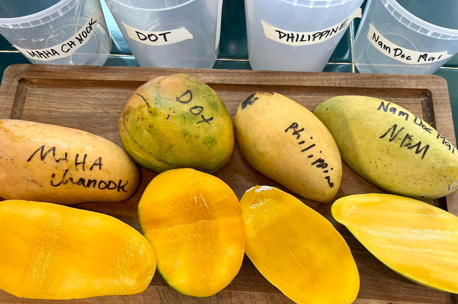 Fairchild Garden Mango Festival inspires a mango taste test