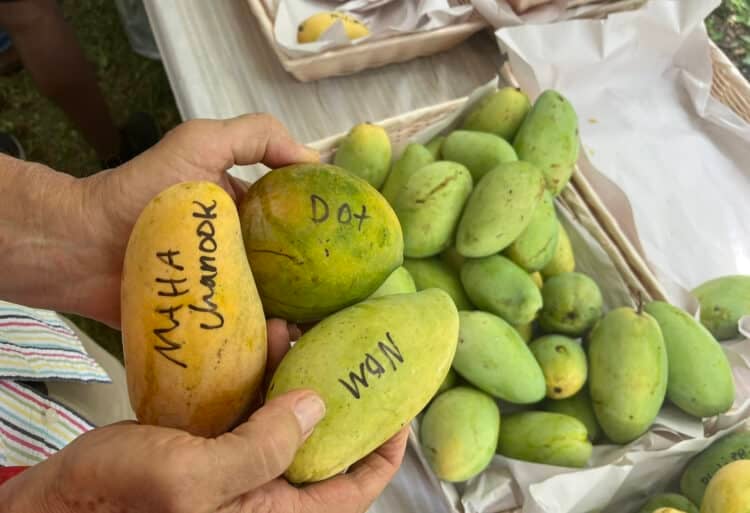 Fairchild Garden Mango Festival inspires a mango taste test