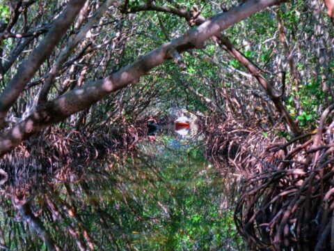 Charlotte Harbor kayaking: Splendid pelicans & mangrove mazes