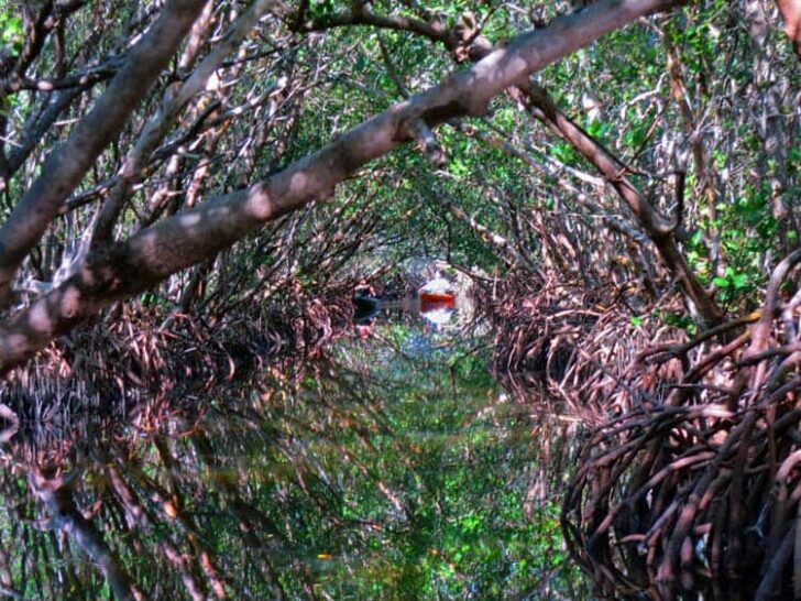 Charlotte Harbor kayaking: Splendid pelicans & mangrove mazes