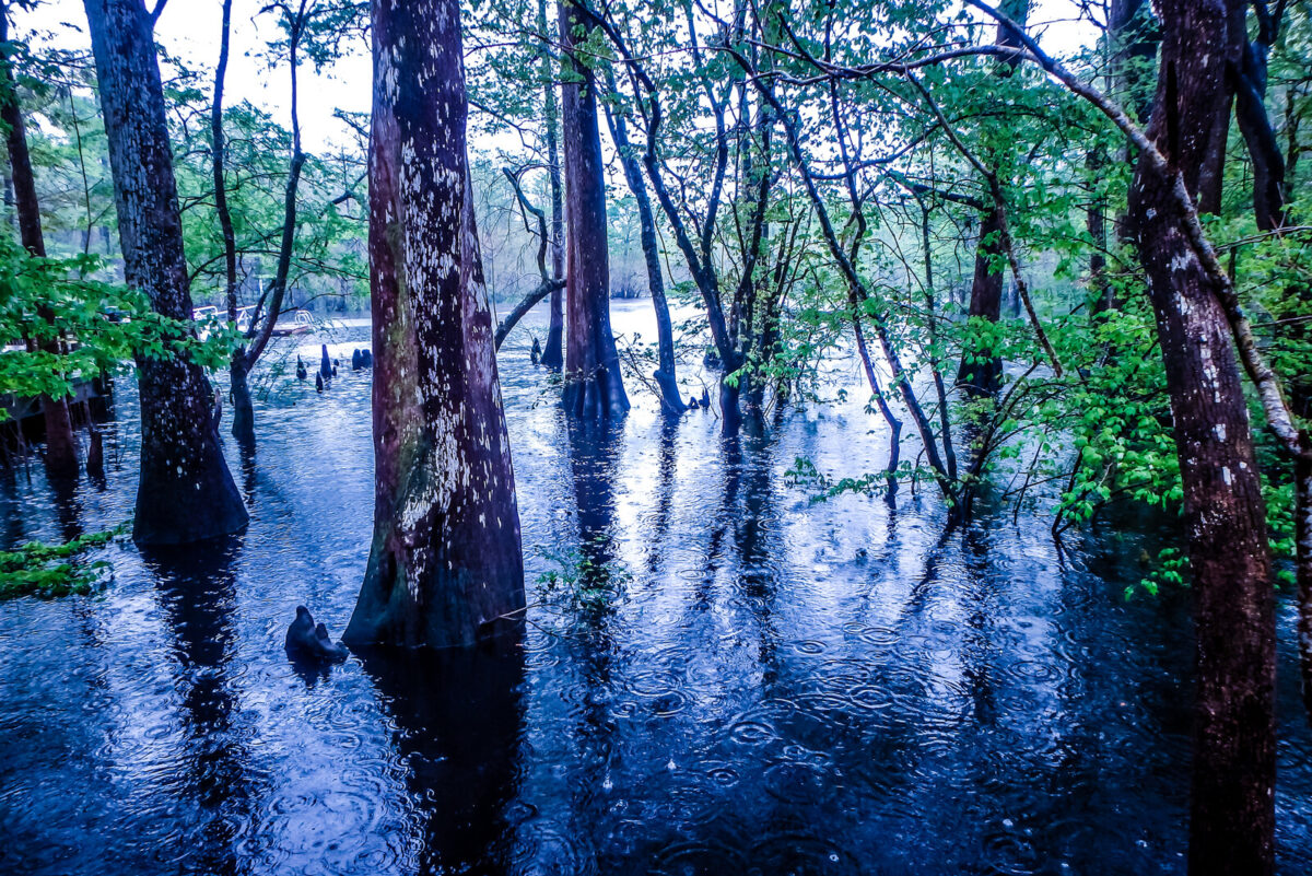 Cool escapes: Best springs in Florida | floridarambler.com