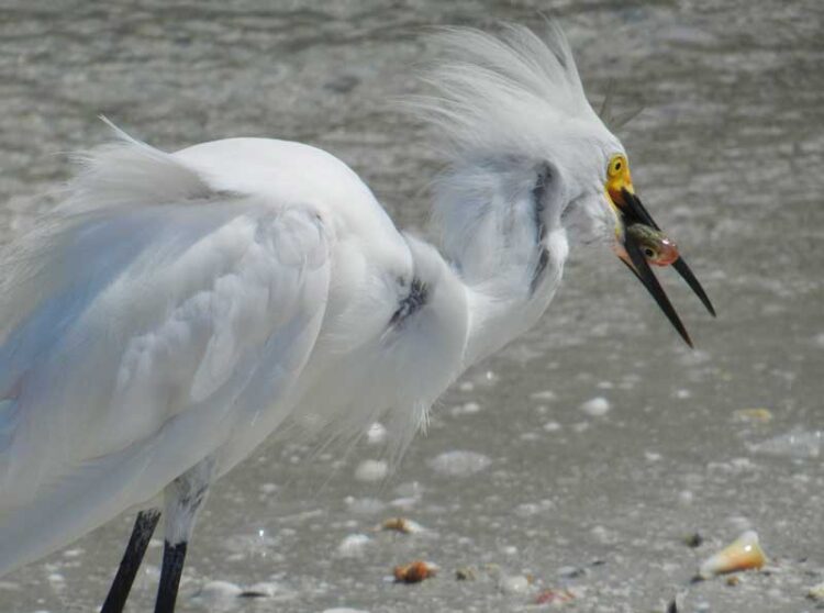 Bike trails in Naples FL: Sample stunning beaches on scenic ride