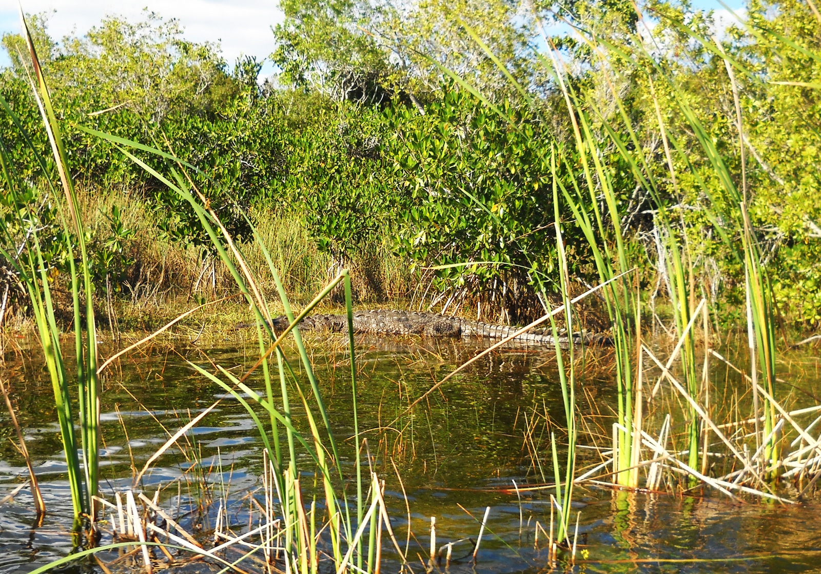 Everglades National Park canoe trail: Exploring Nine Mile Pond