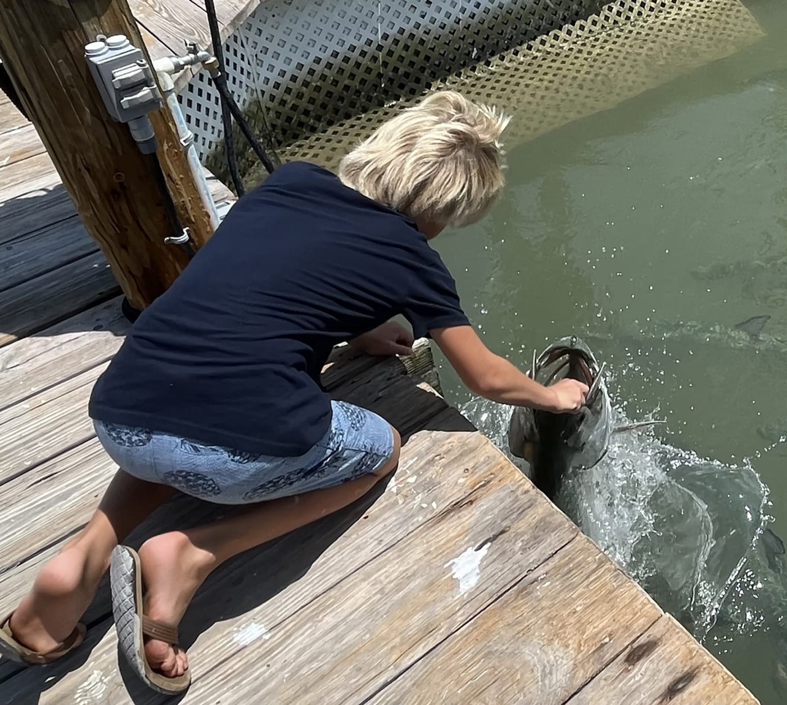 Robbie's Marina, Florida Keys: Feed the tarpon for cheap fun