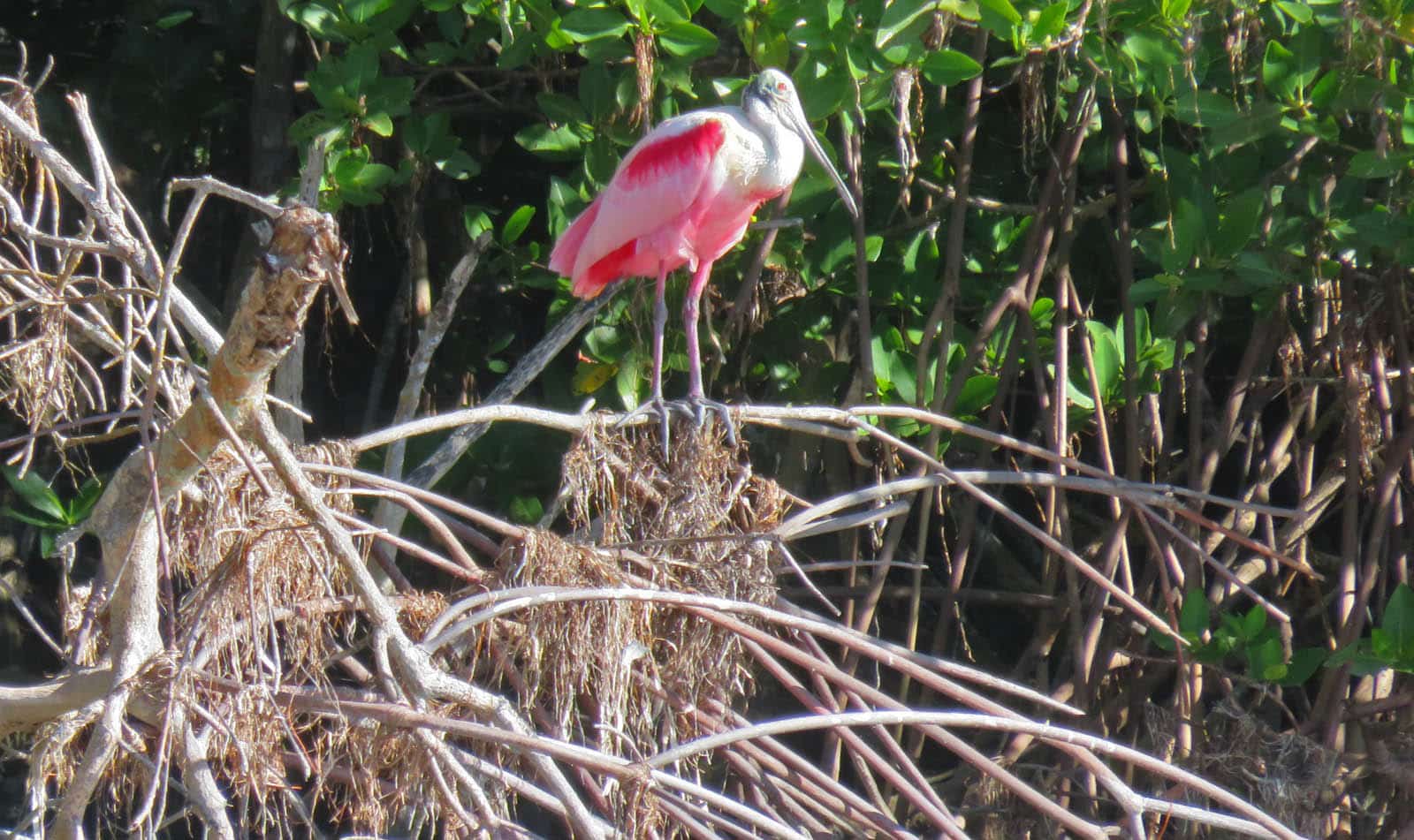 Fabulous Flamingo, Everglades National Park's last outpost