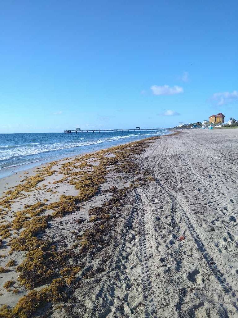 Sargassum seaweed on Florida beaches: Latest reports | floridarambler.com