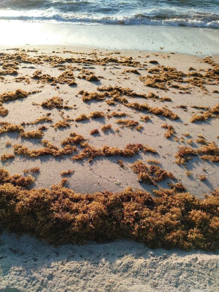 Sargassum seaweed on Florida beaches: Latest reports | floridarambler.com