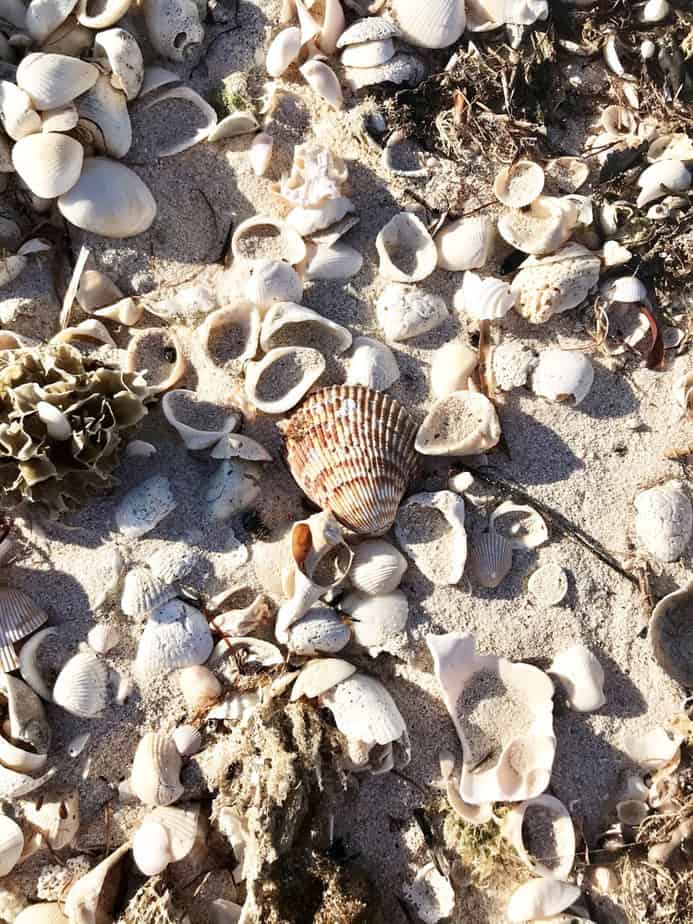 Cape Sable: Fabulous Everglades camping & paddling destination