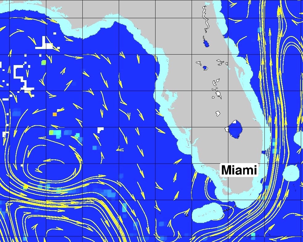 Sargassum seaweed on Florida beaches: Latest reports - laacib