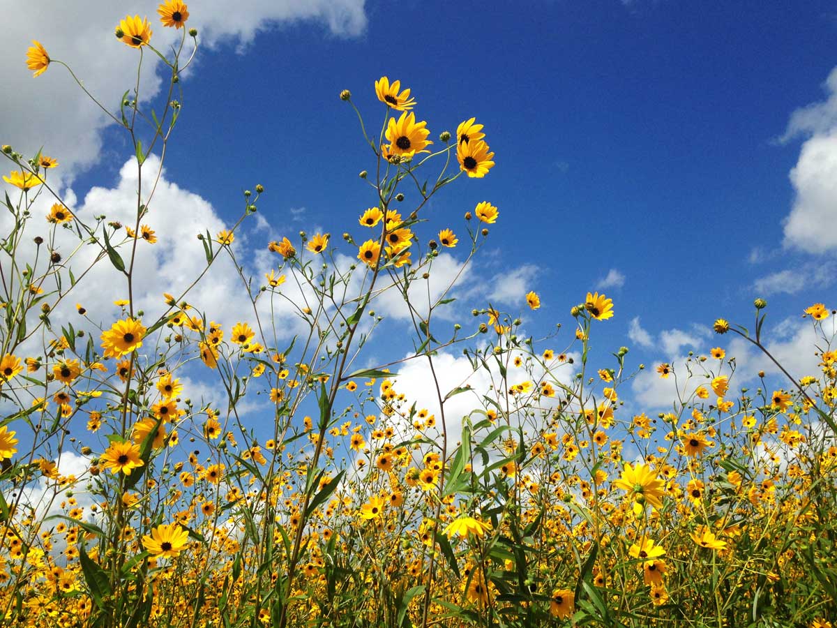 Sunflowers in Florida: 'Stunning' fall scene is brief