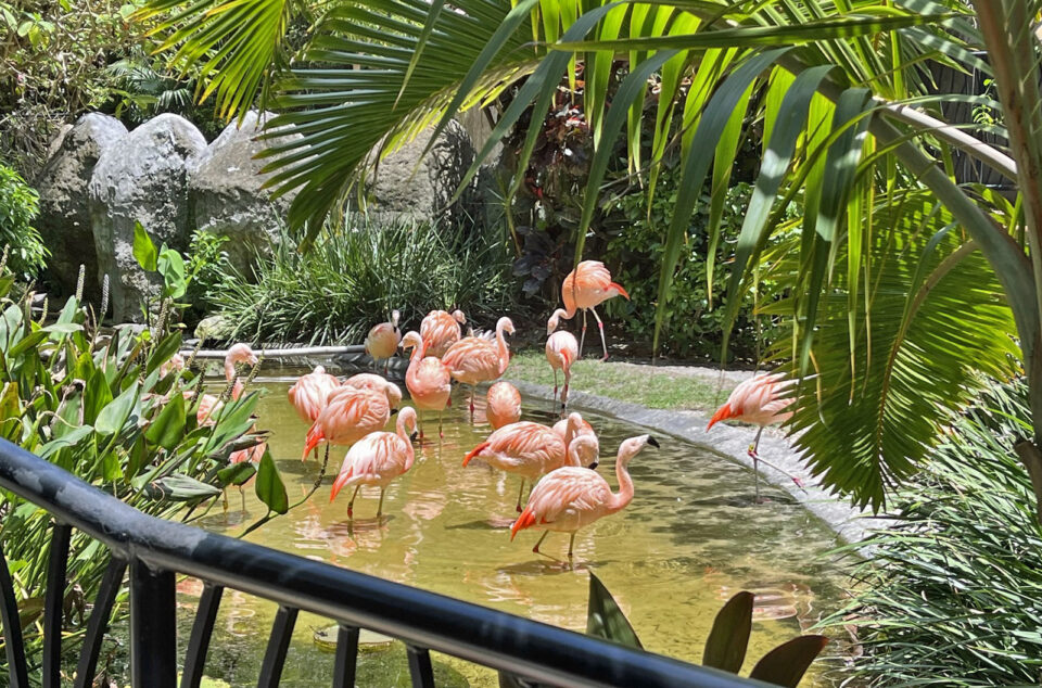 Flamingos are spotted regularly at Merritt Island Refuge