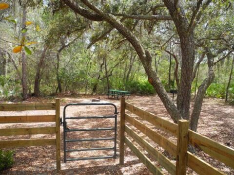Tiger Bay State Forest: Daytona Beach