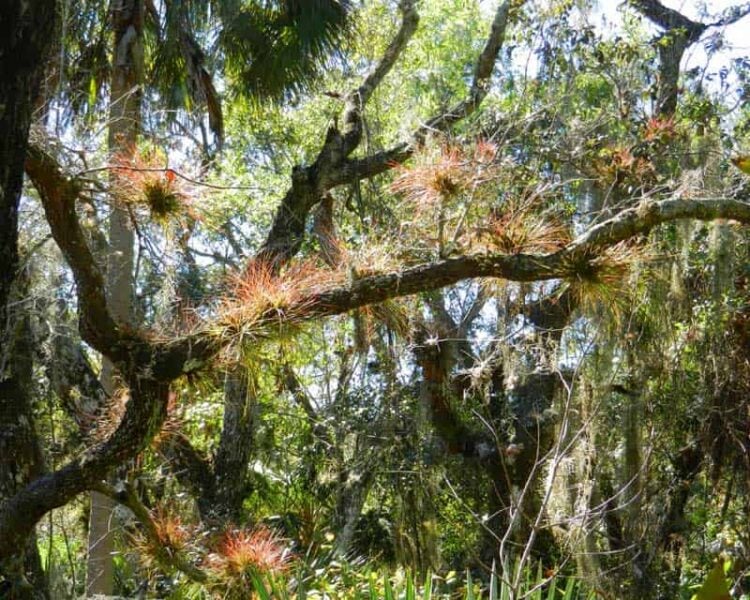 Turkey Creek Sanctuary in Palm Bay: Good kayaking & hiking