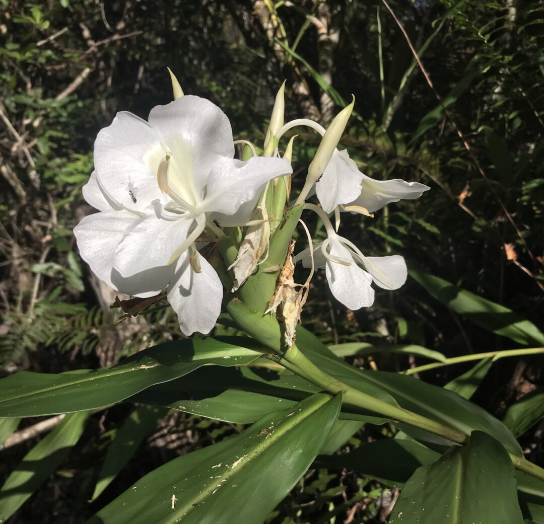 Turner River kayak trail: The best in the Everglades