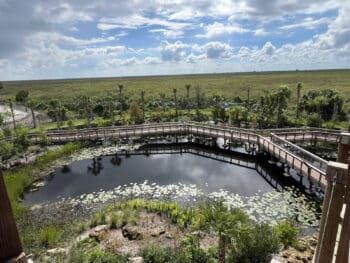 Everglades Elevated Boardwalk lets you explore nature from I-75 rest stop