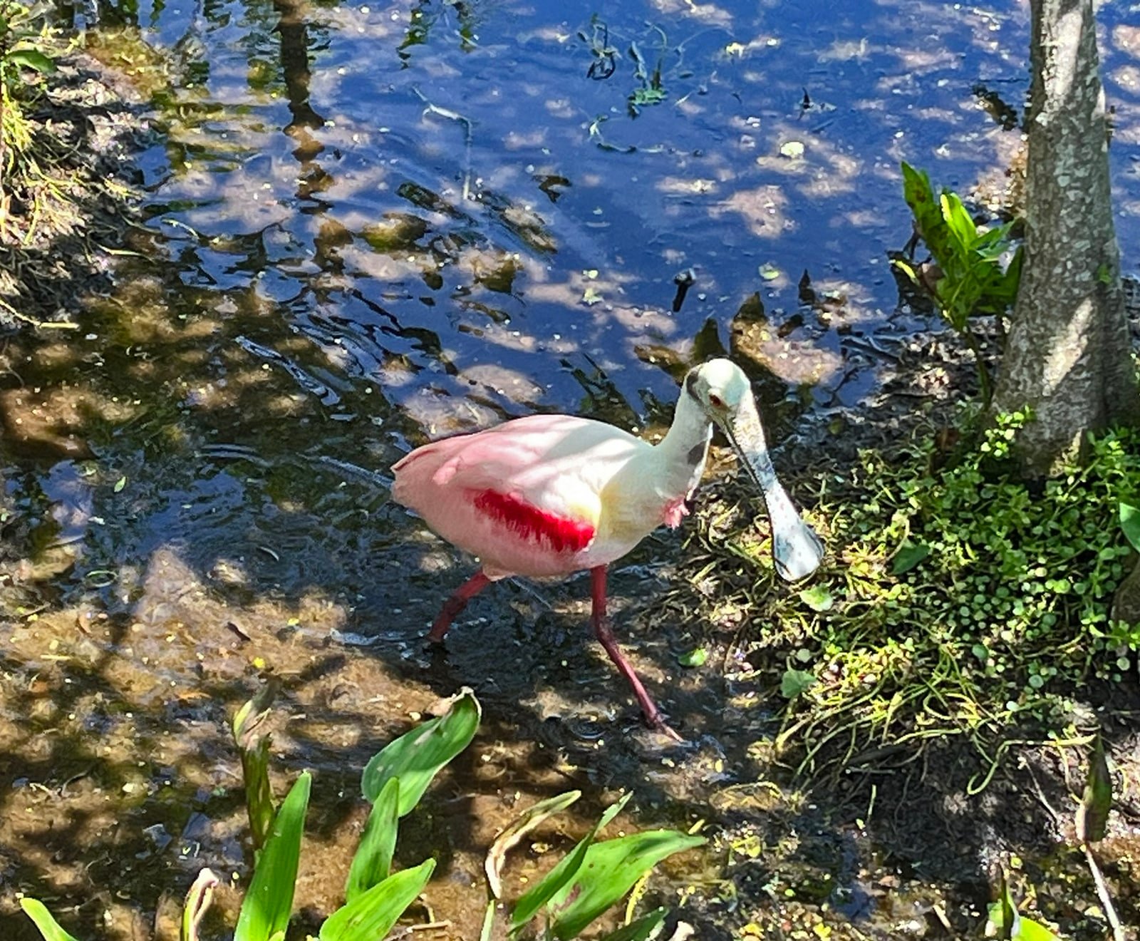 Wakodahatchee Wetlands in Delray: Wood storks nesting