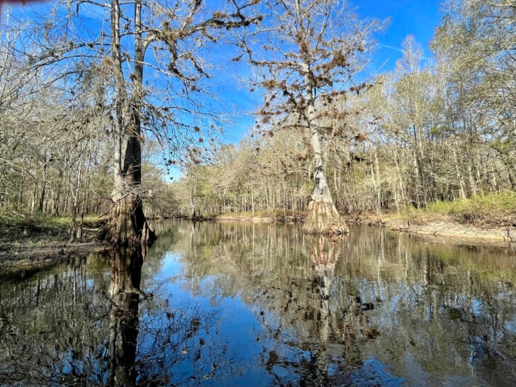Withlacoochee River is a gorgeous Florida kayaking trail
