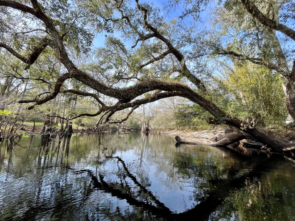 Withlacoochee River is a gorgeous Florida kayaking trail