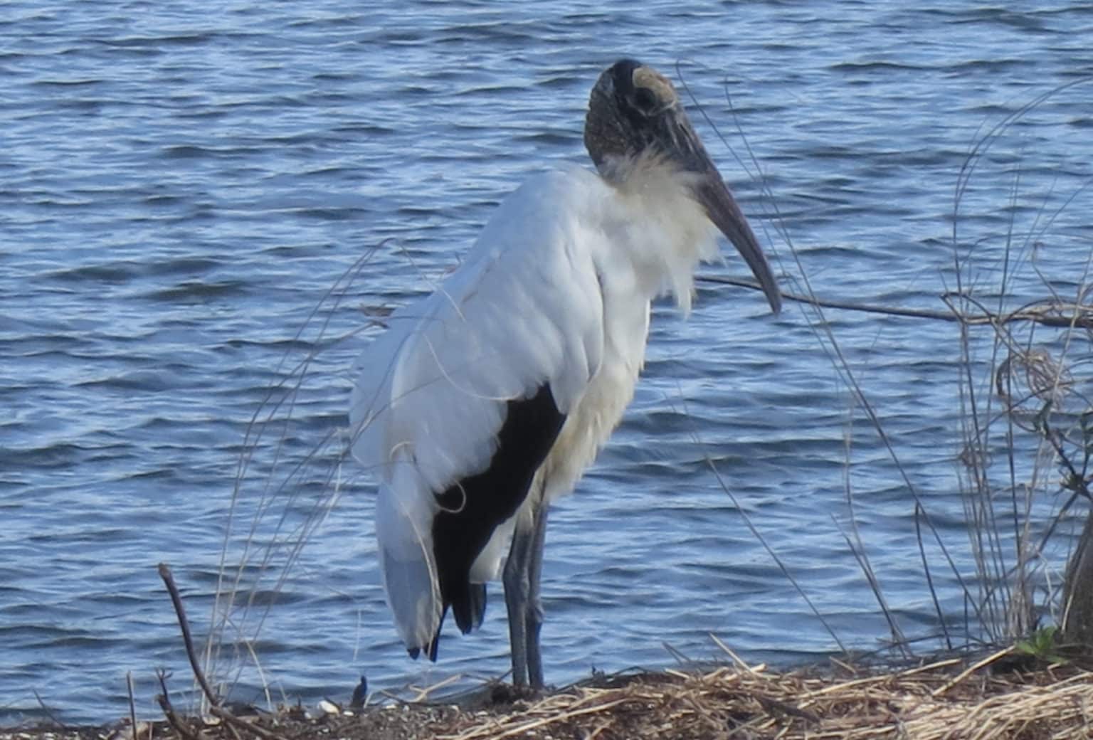 Florida Keys wildlife: 12 animals not to miss & when to see them